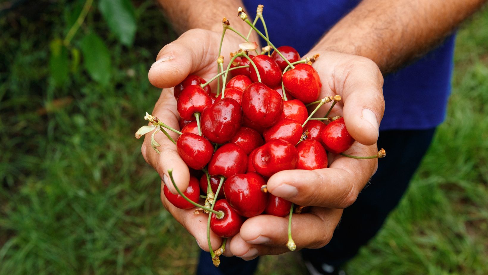 Fructele sâmburoase, cartofii și strugurii - produsele agricole care s ...