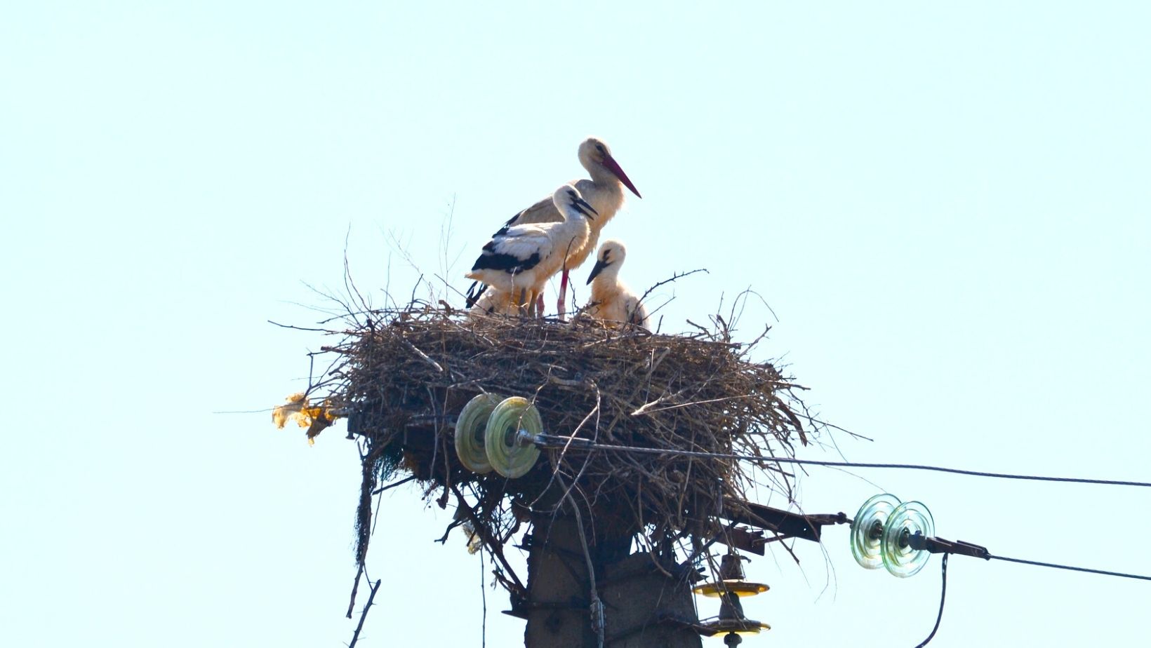 Pelicani, cocostârci, privighetori și rândunele. Câte specii de păsări ...