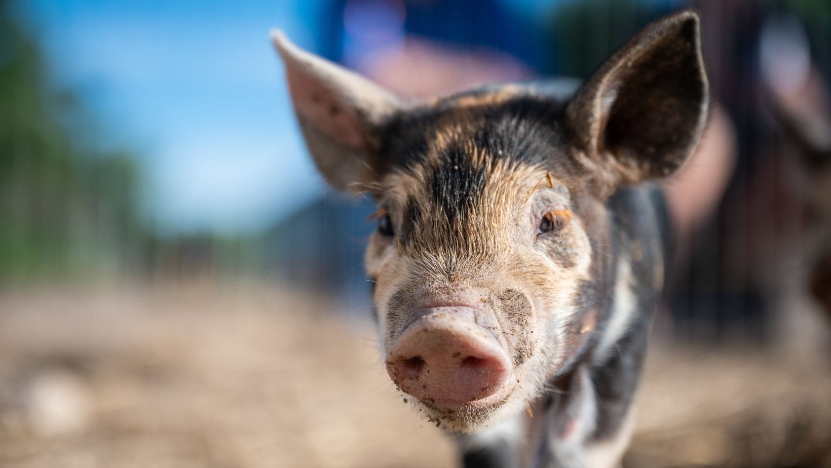 Mai multe focare de boli la animale au fost înregistrate în R. Moldova ...